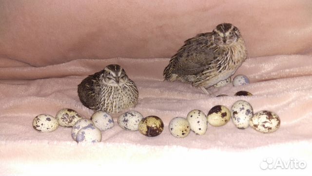 Перепел японский