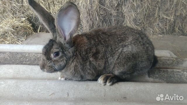 Продам кроликов разных пород