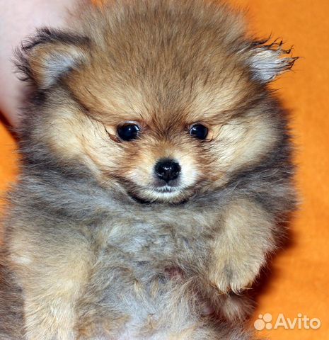 Померанские шпицы