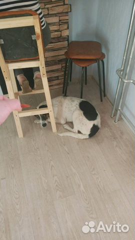 Смесь английского сеттера и авчарки