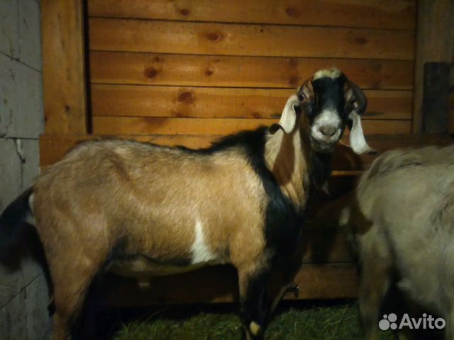 Козел Англонубийский чистокровный