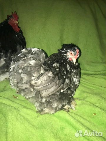 Семья голубых карликовых кохов 2+1