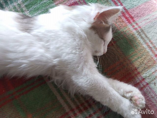 Белый серый котёнок девочка