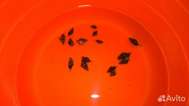 Улитка Хилена