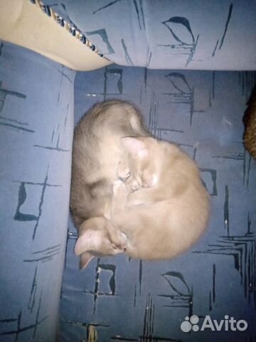 Продам абассинских котят