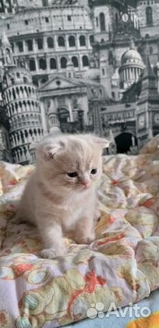 Британский вислоухий котенок