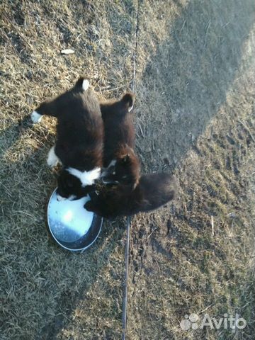 Щенки лайки