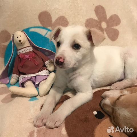 Чудо щенки ждут хозяев