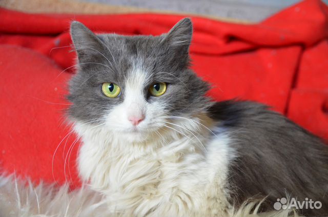 Кошка Черника ищет дом