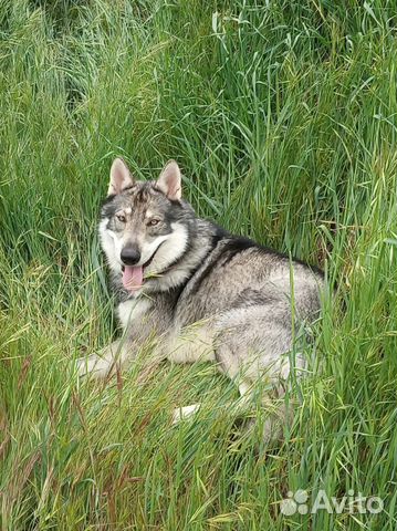 Волк, волкособы, щенки волка, волчата