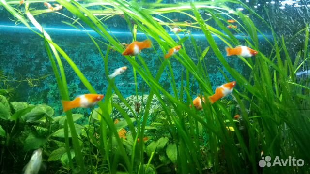 Меченосец Санта клаус