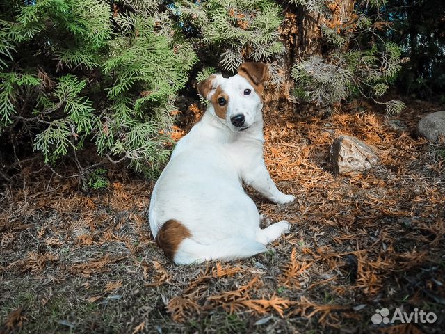 Девочка Джек Рассел Терьера