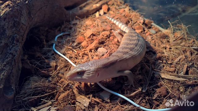 Синеязыкий сцинк