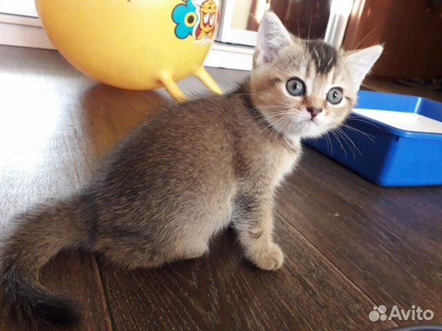 Золотая шиншилла котята, котёнок девочка