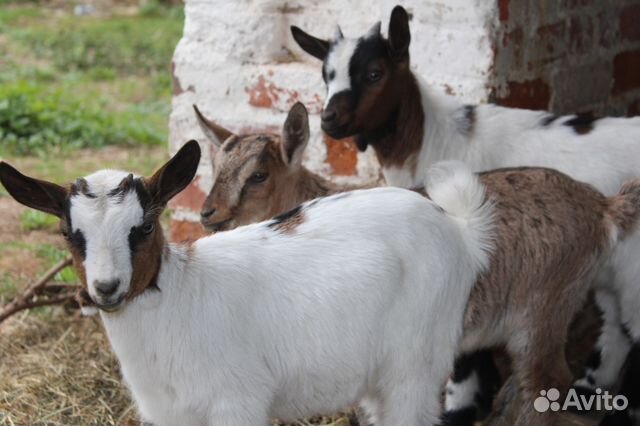 Козы камерунские