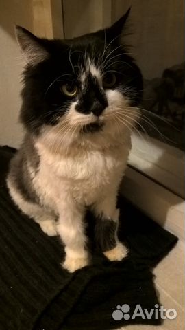 Кому не хватает в жизни аниме Вас ждет Мотико