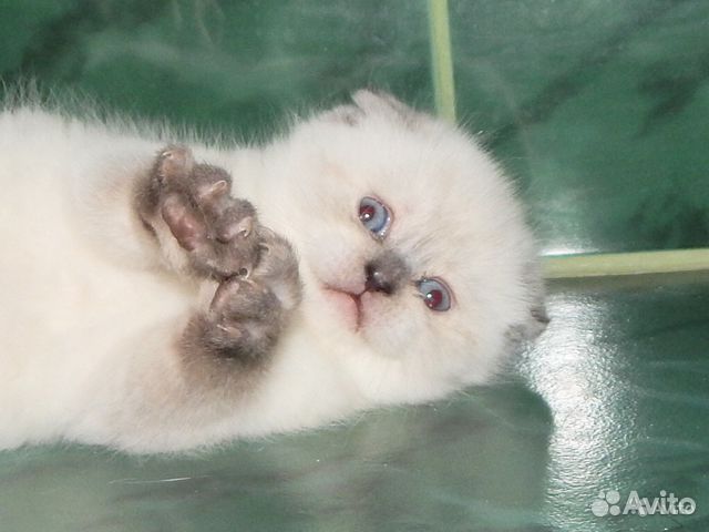 Вислоухие котята