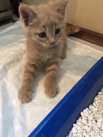 Котенок Гарольд в добрые руки
