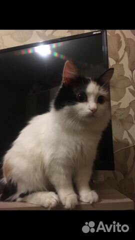 Кошечка