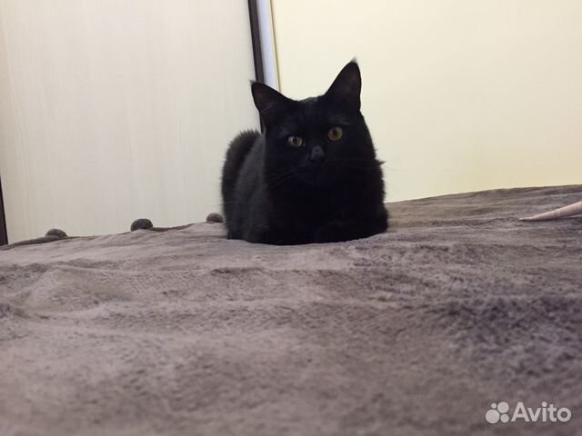 Котик Уголёк