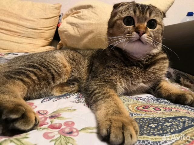 Вязка кота шотландца