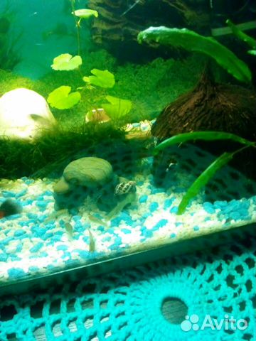 Гуппи кобра