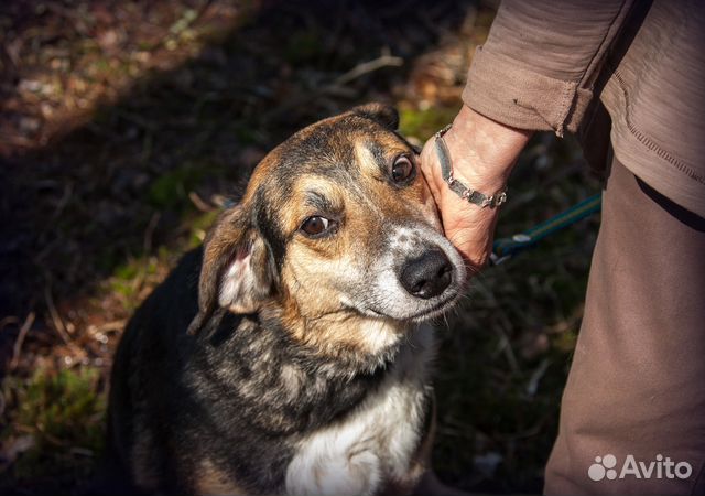 Мартин ищет дом