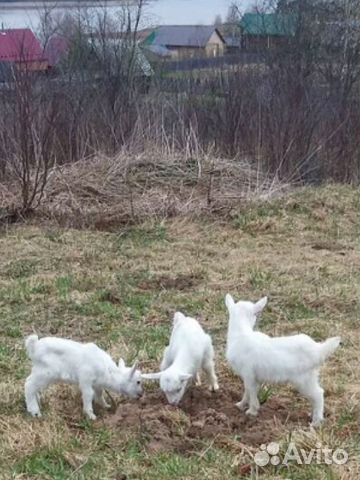 Козлята