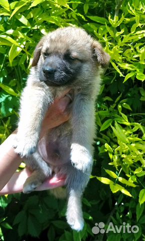 Щенок мальчик 1,5-2 мес. Будет не крупный