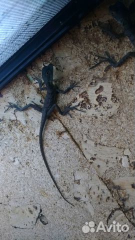 Василиски шлемоносные 2.5 месяца