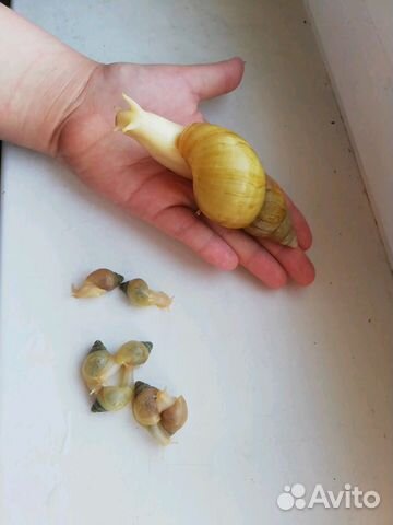 Улитка Ахатино Альбино