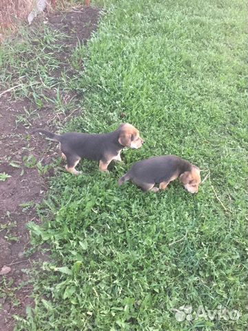 Щенки гончей