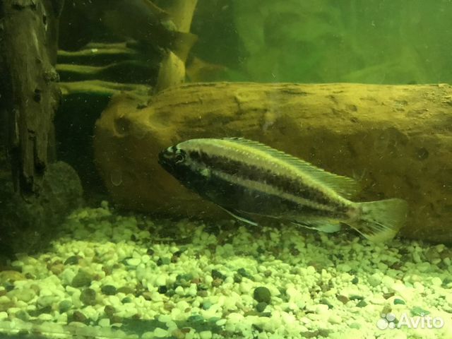 Цихлида Меланохромис ауратус