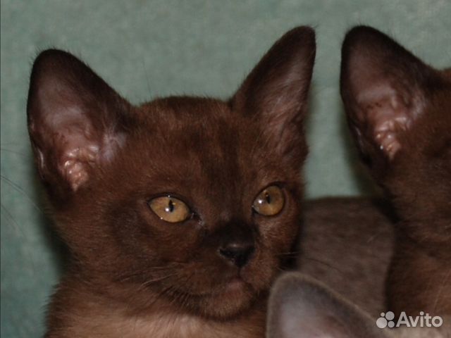 Бурманские котята готовы к переезду