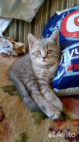 Шотландский котенок страйт