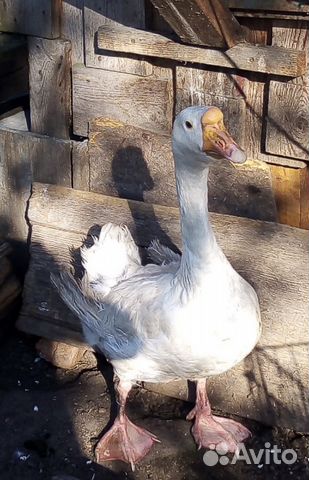 Продам гуся