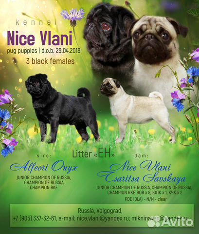 Элитные мопсики от Чемпионов