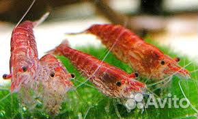 Креветки вишня