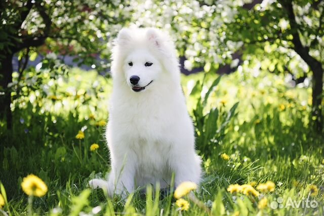 Девочка Ульяна Улыбка Белокурой Нимфы