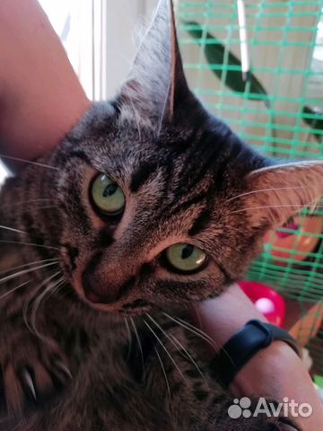 Кошечки-найдёныши в добрые руки. Привезу