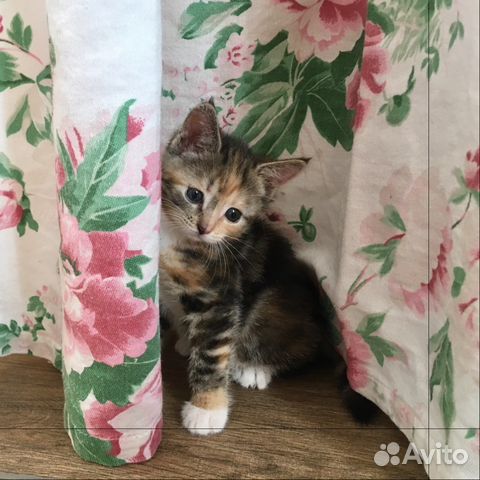 Котёнок девочка 1,5 месяца