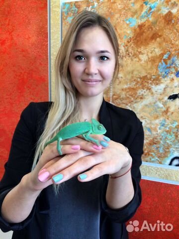 Продаются малыши йеменского хамелеона