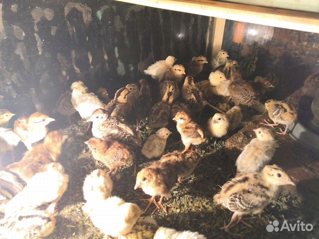 Фазаны, декоративные куры