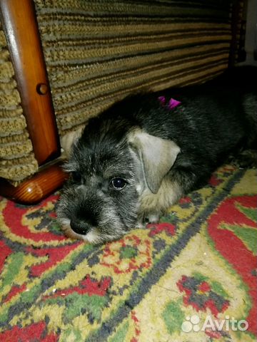 Щенки шнауцера