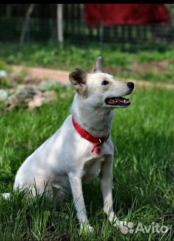 Швейцарская овчарка фенотип