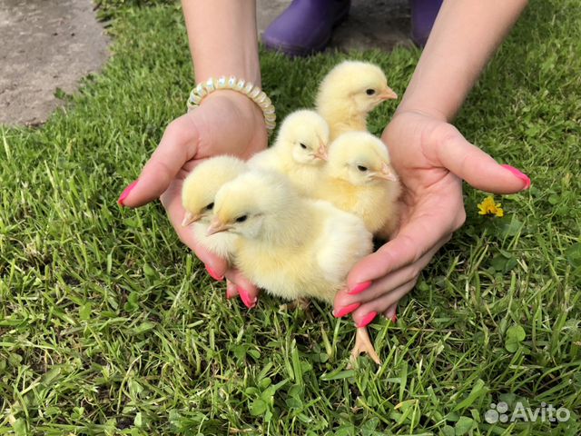 Цыплята бройлеры суточные