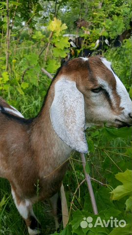 Козлята нубийские