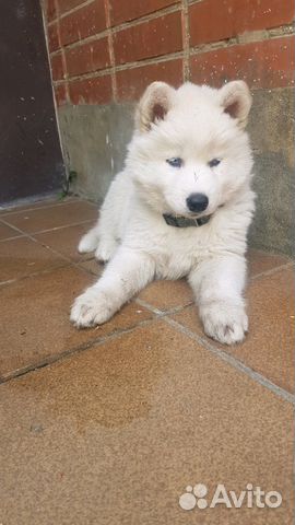 Щенки Хаски белоснежные, хасята