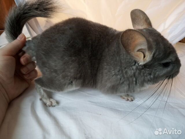 Шиншилла эбони фиолет