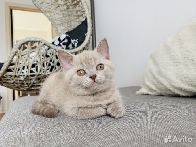 Британский котёнок